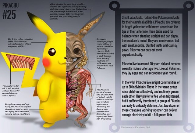 Anatomy of a Pokémon